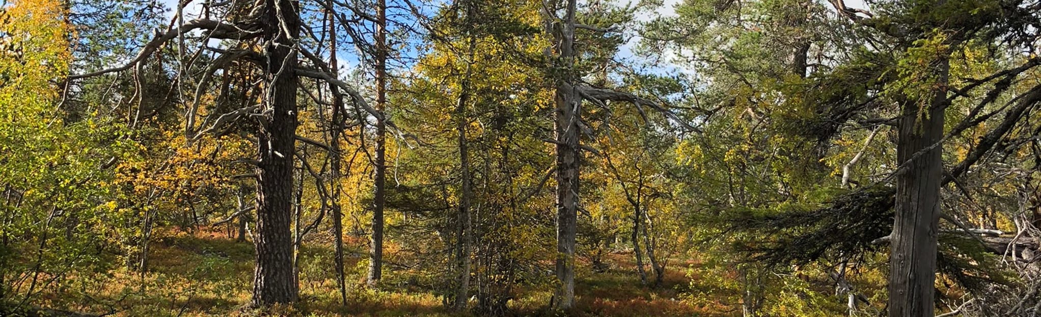 Ukko-Luoston Maisematupa: 6 Reviews, Map - Lapland, Finland | AllTrails