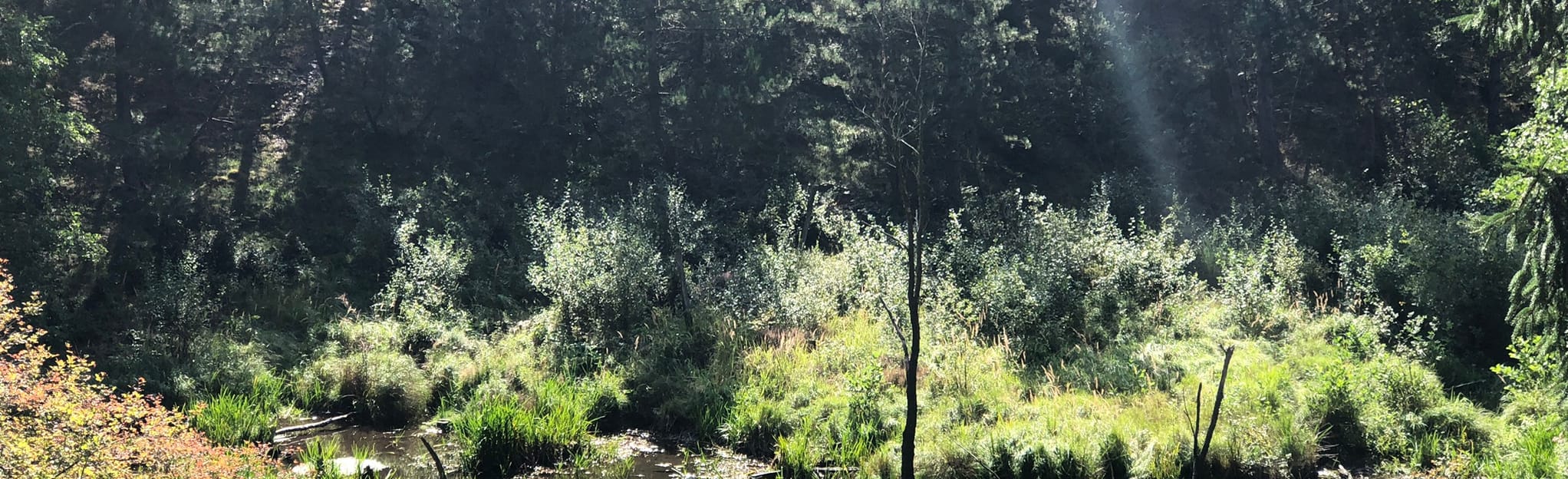 Beaver Path in Hürtgen Forest, North Rhine-Westphalia, Germany - 24 ...