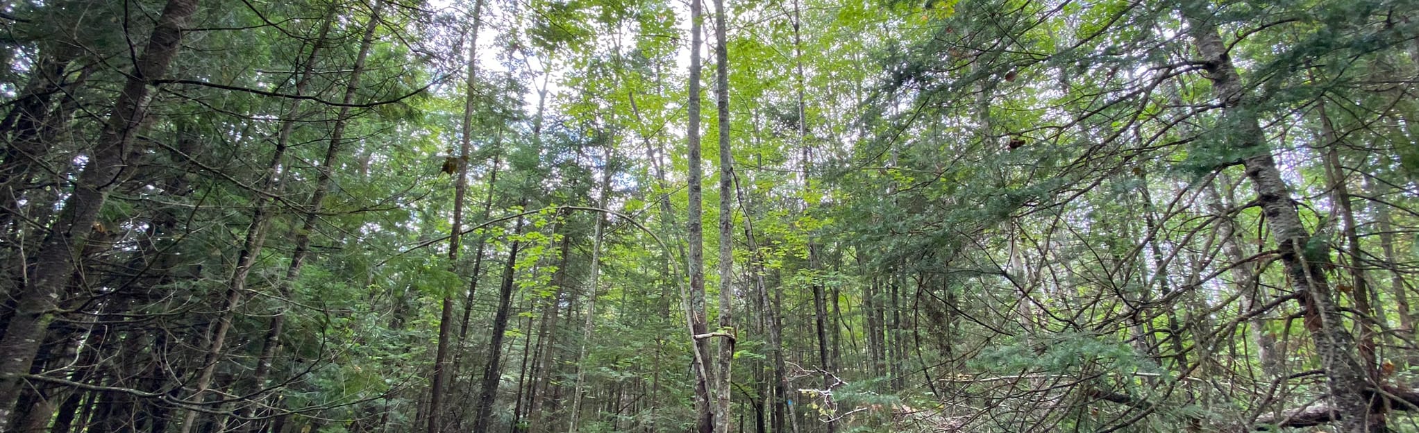 Watson Nature Preserve Loop, Michigan - 21 Reviews, Map | AllTrails