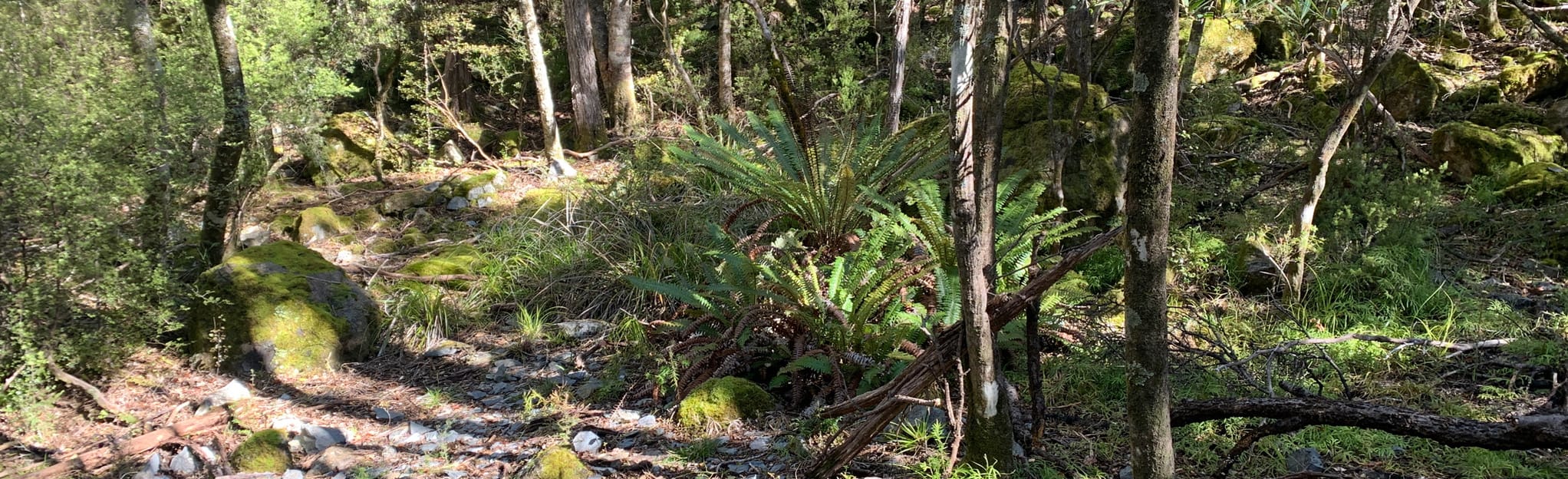 Maungatapu Circuit: 4 Reviews, Map - Nelson-Tasman, New Zealand | AllTrails