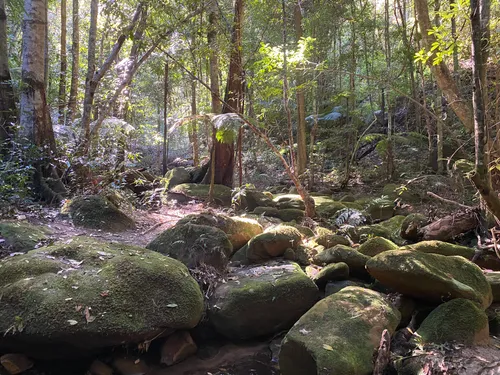 10 Best Hikes and Trails in Jilliby State Conservation Area | AllTrails