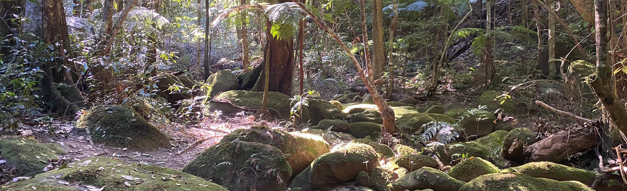 Great North Walk: Somersby to Yarramalong, New South Wales, Australia ...