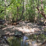 Mathews Arm Overall Run Trail, Virginia - 228 Reviews, Map | AllTrails