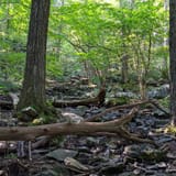 Mathews Arm Overall Run Trail, Virginia - 211 Reviews, Map | AllTrails