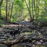 Mathews Arm Overall Run Trail, Virginia - 228 Reviews, Map | AllTrails