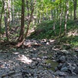 Mathews Arm Overall Run Trail, Virginia - 211 Reviews, Map | AllTrails