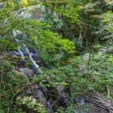 Mathews Arm Overall Run Trail, Virginia - 211 Reviews, Map | AllTrails