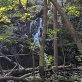 Mathews Arm Overall Run Trail, Virginia - 218 Reviews, Map | AllTrails