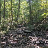 Mathews Arm Overall Run Trail, Virginia - 228 Reviews, Map | AllTrails