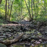 Mathews Arm Overall Run Trail, Virginia - 218 Reviews, Map | AllTrails