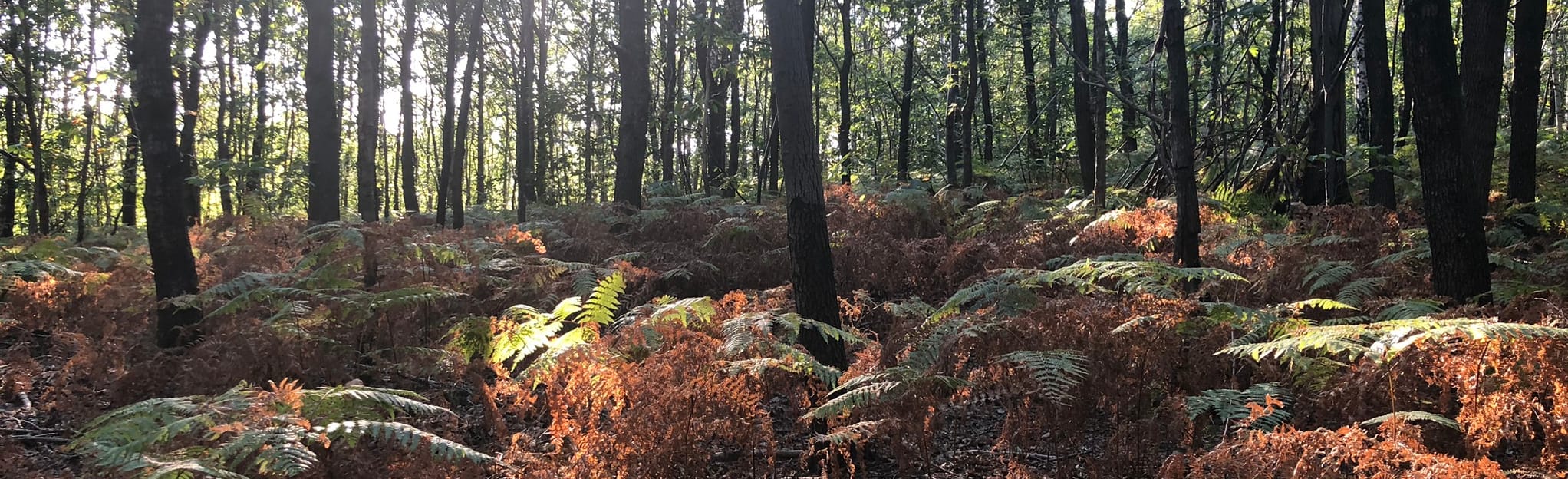 Crossing the Montmorency forest via the Cailleuse peat bog: 32 Reviews ...