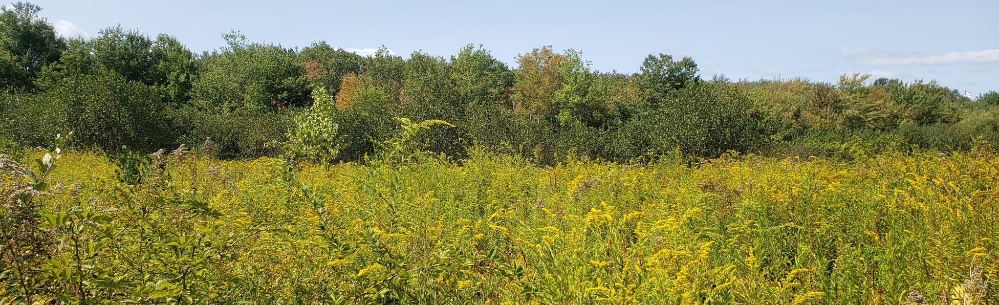 Little River Trail System : 97 Reviews, Map - Massachusetts | AllTrails