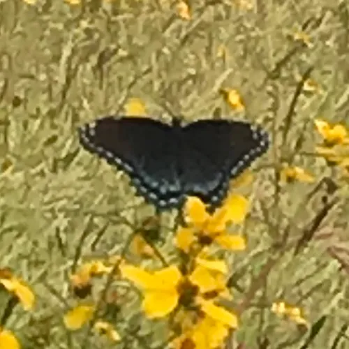 Best Hikes and Trails in Philip A. Bolen Memorial Park | AllTrails