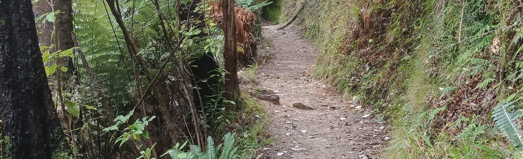 Corder Park Loop, Nelson-Tasman, New Zealand - 3 Reviews, Map | AllTrails