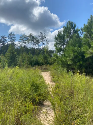 10 Best Easy Trails in Sumter National Forest | AllTrails