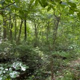 Thunder Swamp Trail, Pennsylvania - 48 Reviews, Map | AllTrails