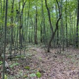 Thunder Swamp Trail, Pennsylvania - 48 Reviews, Map | AllTrails
