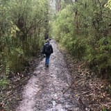 Lower Kalimna Falls, Victoria, Australia - 103 Reviews, Map | AllTrails