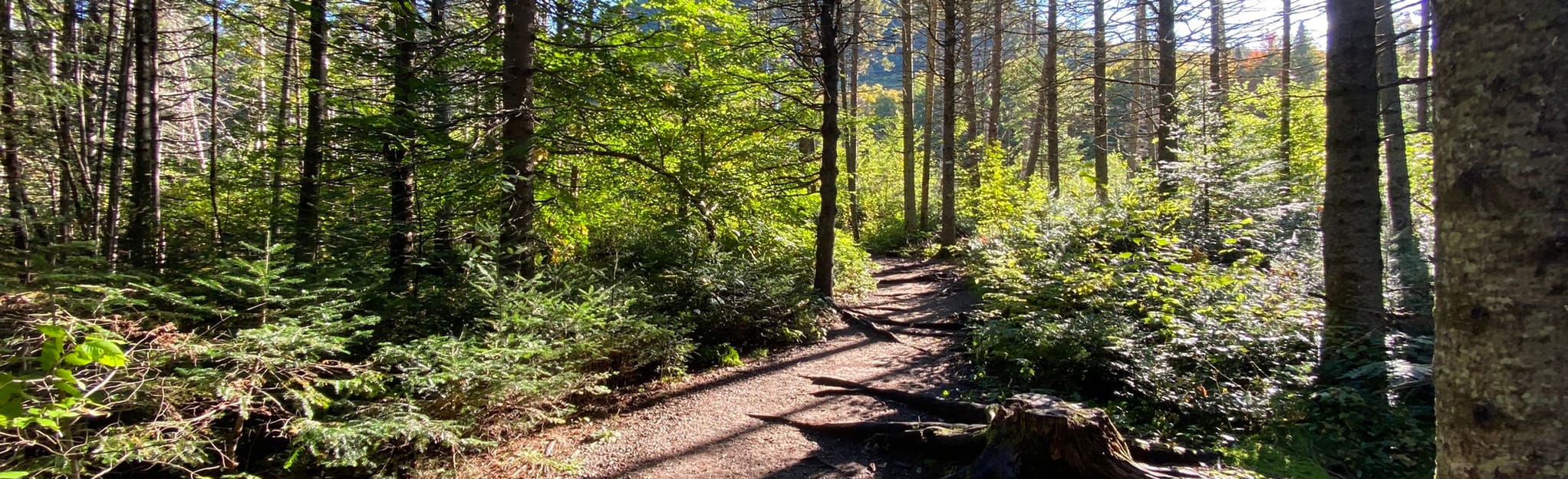 Ancient Forest Short Trail, Quebec, Canada - 85 Reviews, Map | AllTrails