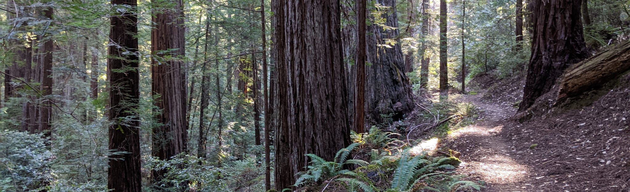 Johnson Camp, Grasshopper, Bull Creek Loop: 83 Reviews, Map ...