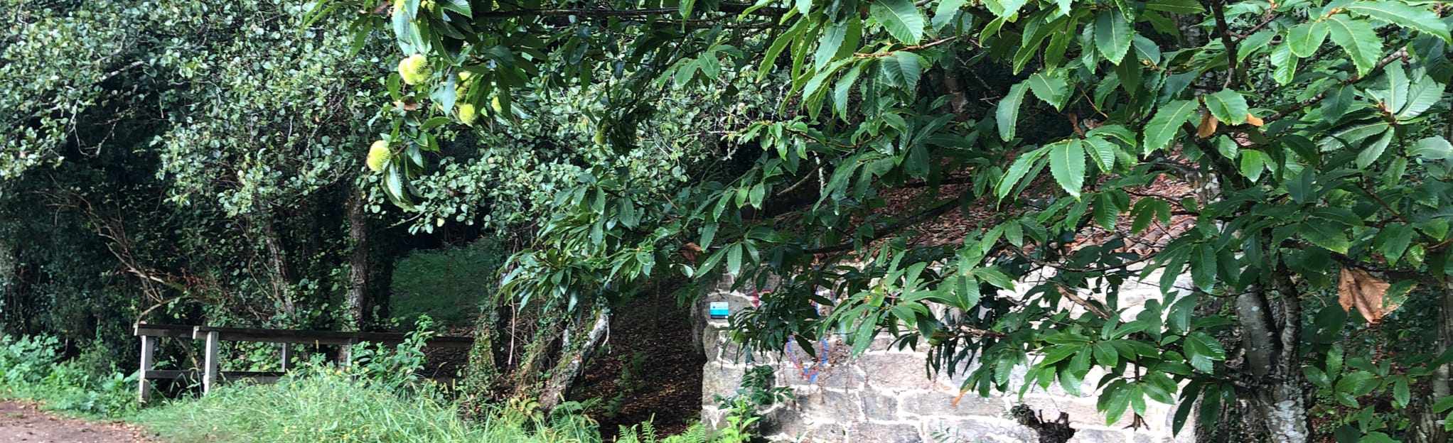 Ruta Rego do Souto Major - Pontevedra, Spain | AllTrails