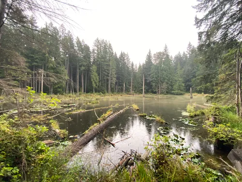 Best Hikes and Trails in Redmond Watershed Preserve | AllTrails