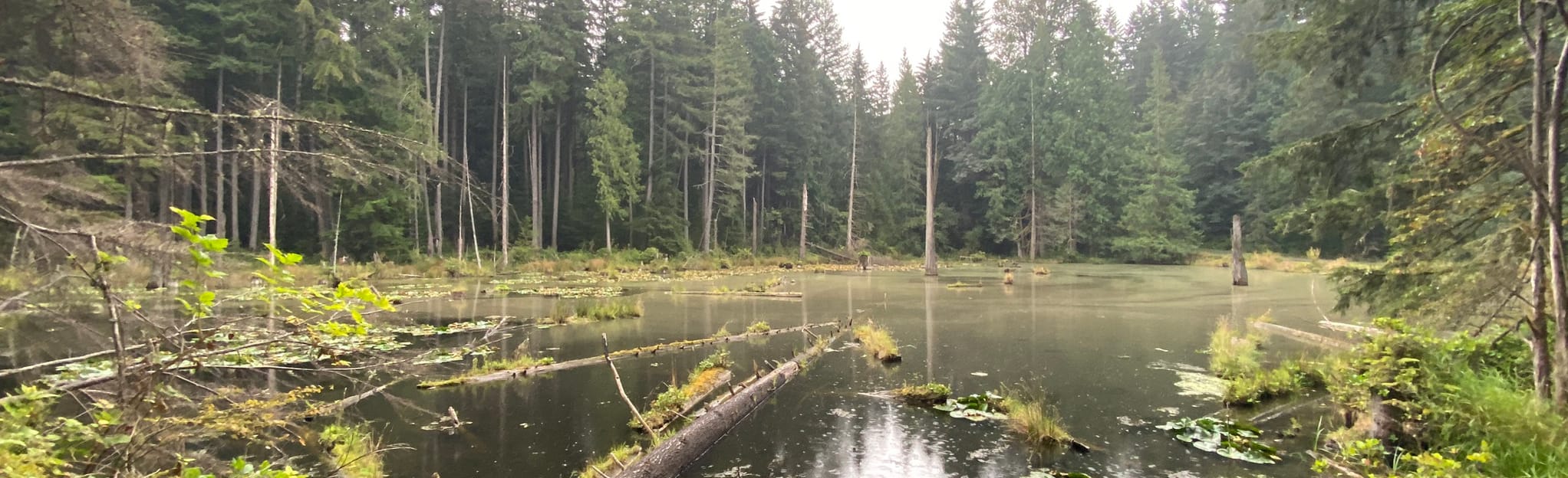 Tree Frog Loop Trail, Washington - 96 Reviews, Map | AllTrails