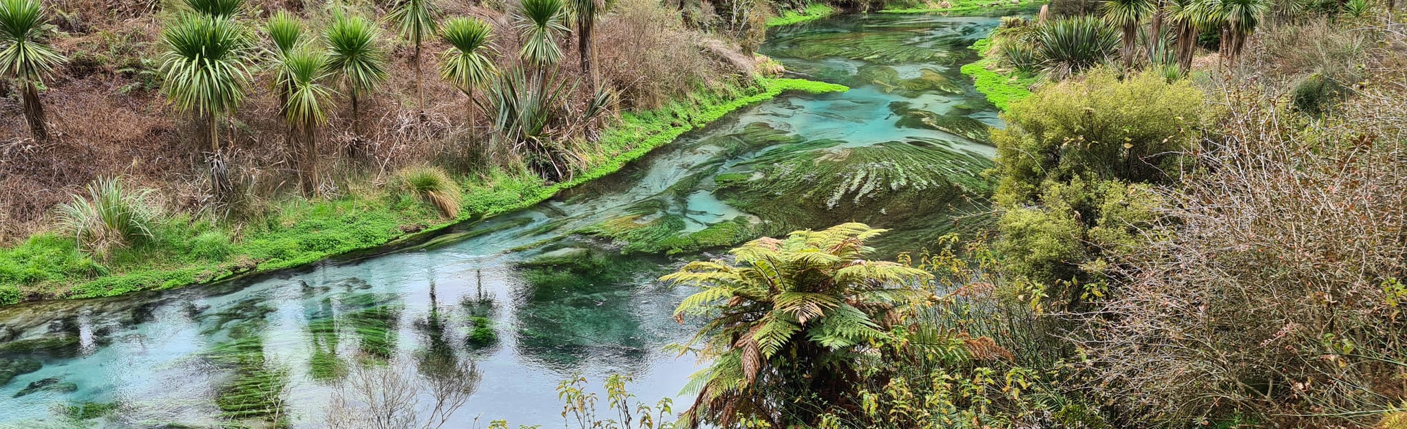 Blue Spring via Te Waihou Walkway from Whites Road: 260 Reviews, Map ...