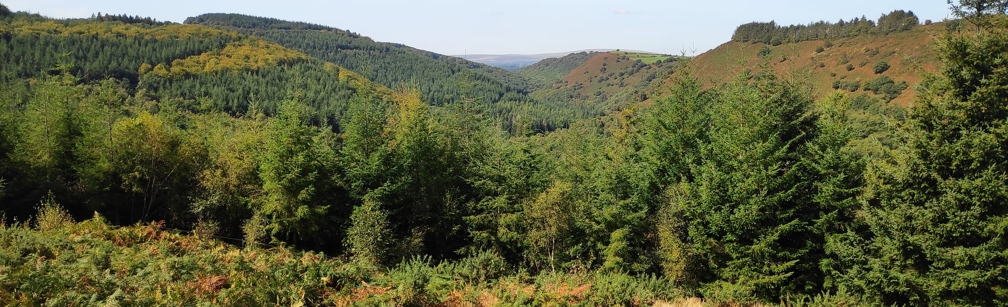 Fingle Woods Circular - Devon, England | AllTrails