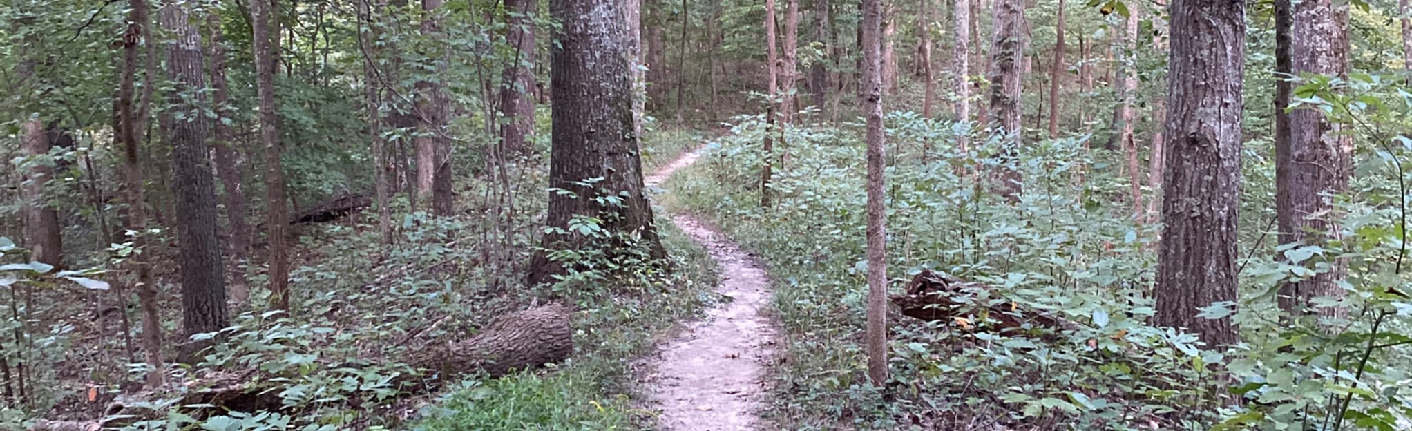 Peewah Trail (Red Loop): 202 Reviews, Map - Missouri | AllTrails