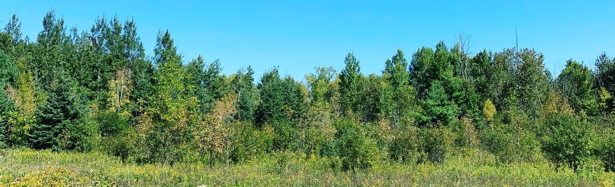 Forest Valley Loop: 186 Reviews, Map - Ontario, Canada | AllTrails