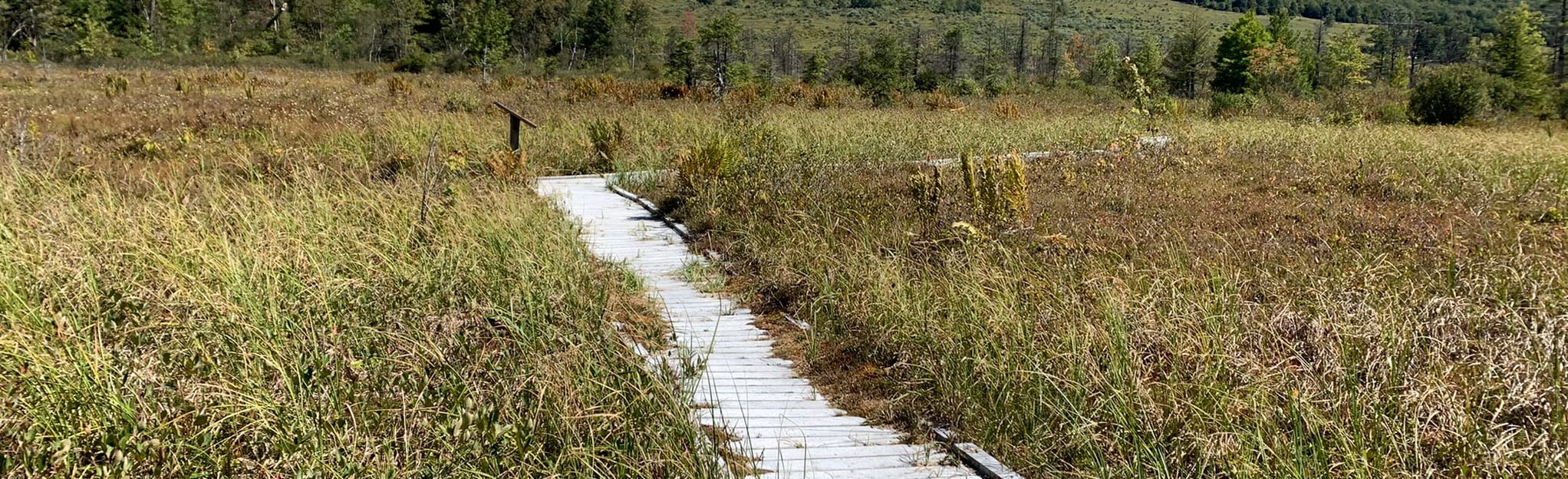 Cranesville Swamp White and Blue Swamp Trail, West Virginia - 139 ...