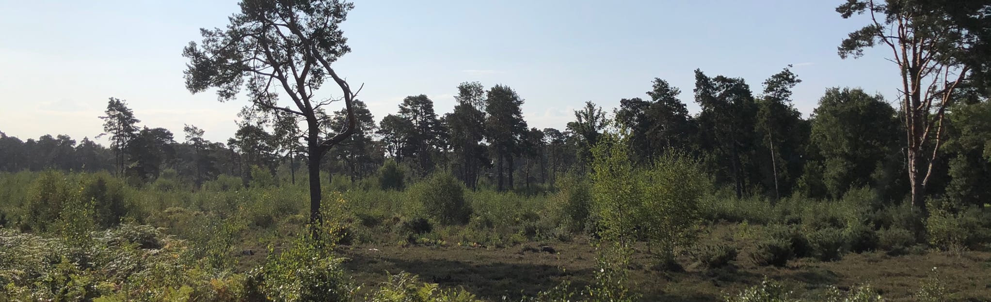 Buxton Wood and Wisley Common Circular, Surrey, England - 10 Reviews ...