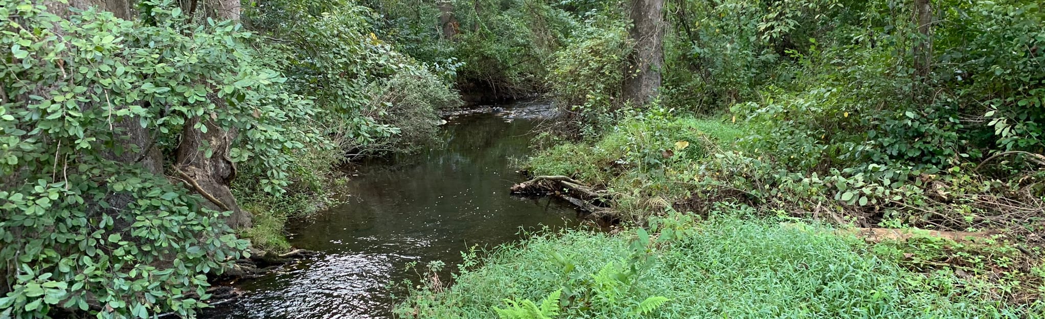 James Long: Rollercoaster, Ridgetop, Salamander Loop, Virginia - 462 ...