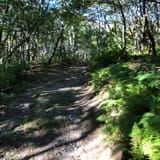 Berry Pond Trail, Massachusetts - 70 Reviews, Map | AllTrails