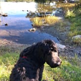 Berry Pond Trail, Massachusetts - 70 Reviews, Map | AllTrails