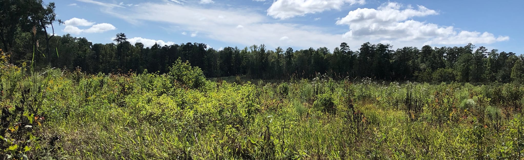 Firebreak, Stewardship, Midlands Mountain Loop Trail | Map, Guide ...