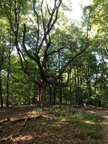 10 Best Trails and Hikes in Marlborough | AllTrails