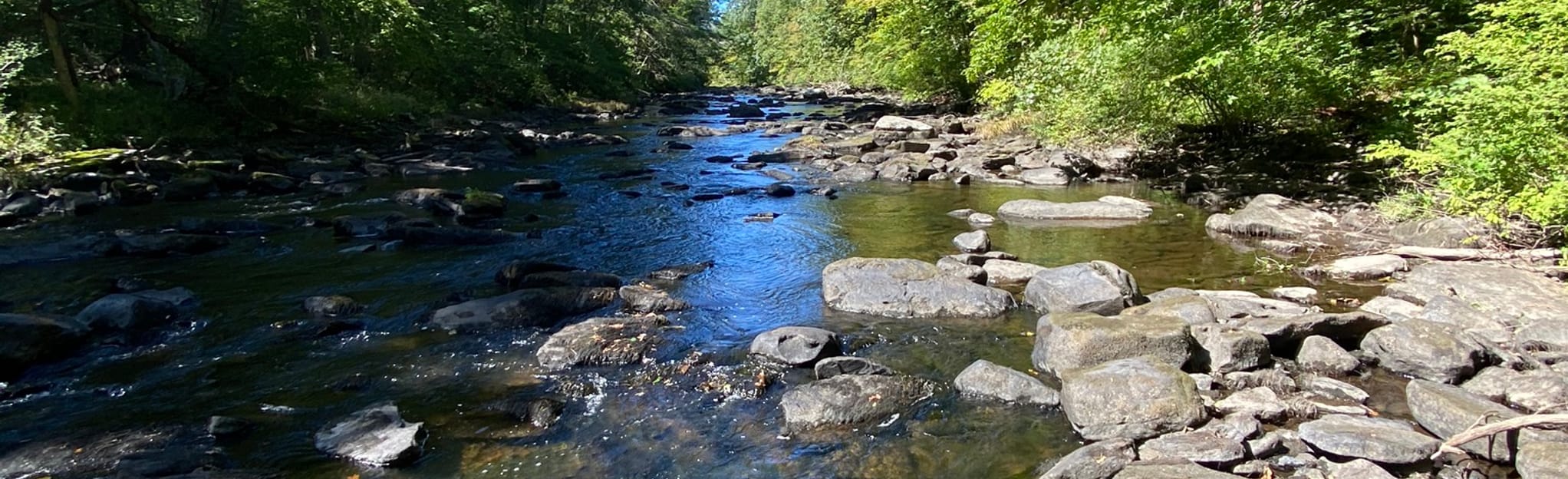 Thunder Swamp Trail: 47 Reviews, Map - Pennsylvania | AllTrails