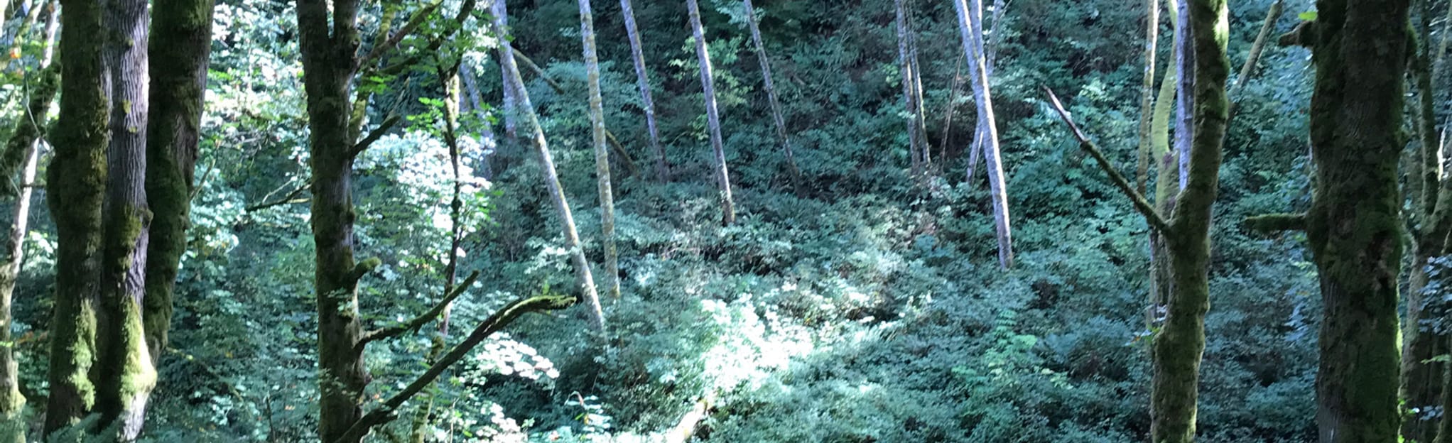 Anderson Point Park Beach, Washington - 118 Reviews, Map | AllTrails