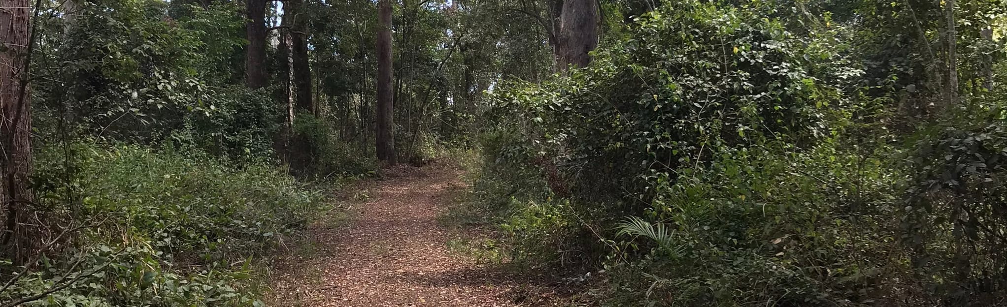 Mount Nebo Loop via Morelia Walking and Mount Nebo Break Tracks ...