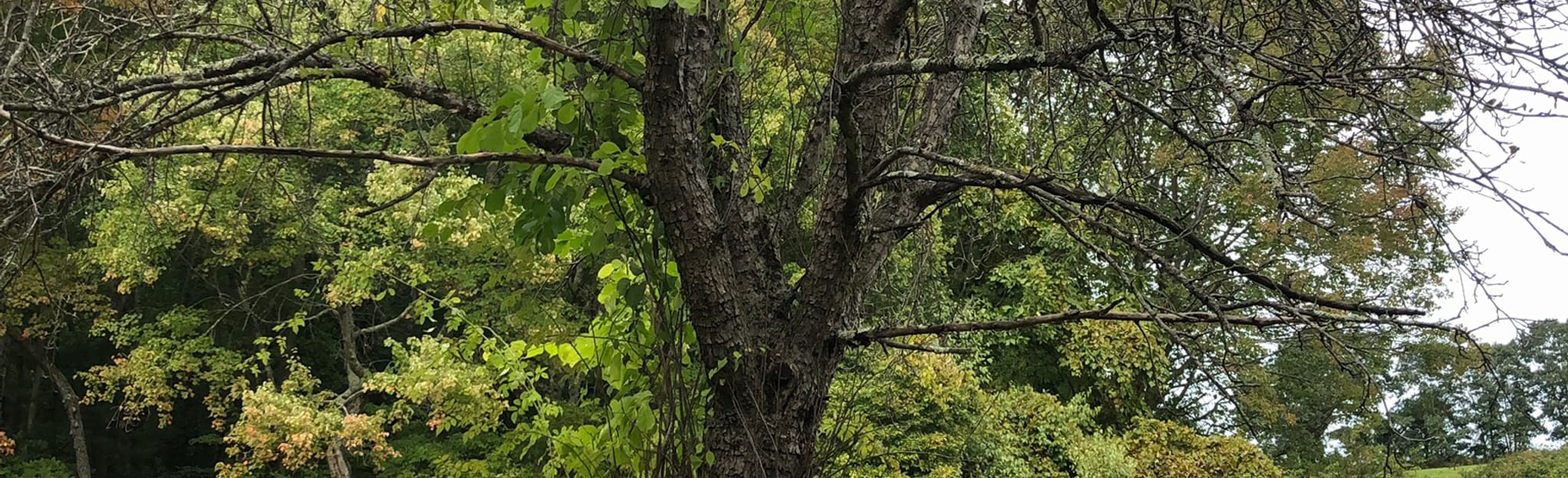 Capen Hill Nature Sanctuary, Massachusetts - 184 Reviews, Map | AllTrails