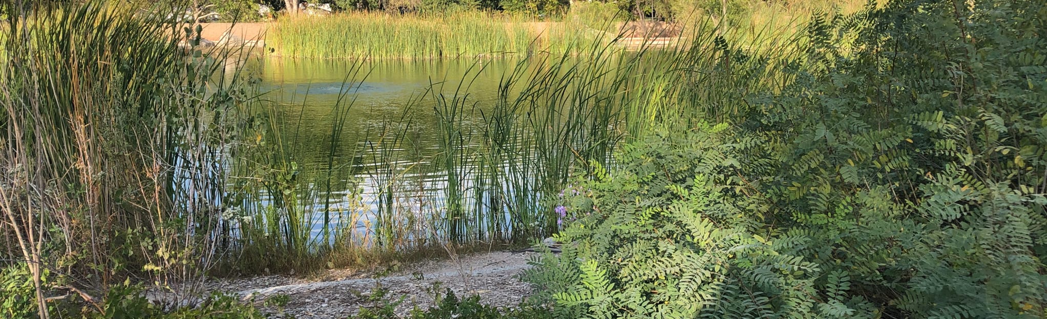 Paseo del Bosque Trail, New Mexico - 294 Reviews, Map | AllTrails