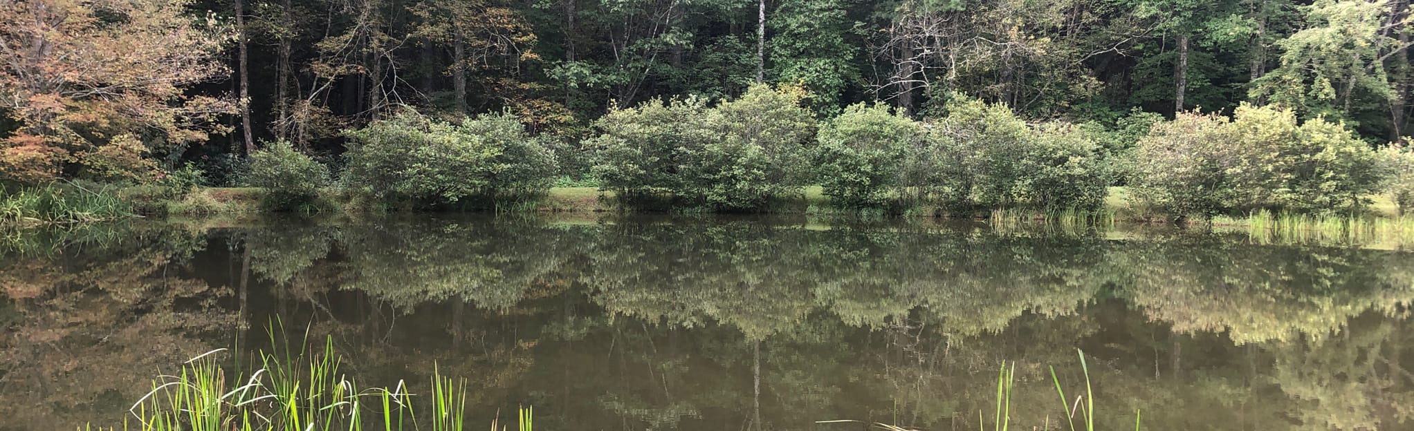 Little Glade Mill Pond Trail, North Carolina - 23 Reviews, Map | AllTrails