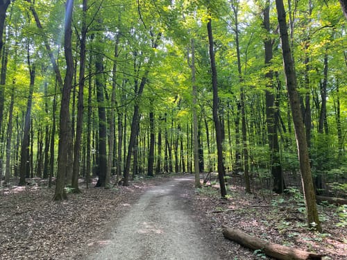 Best Hikes and Trails in Stinchfield Woods | AllTrails