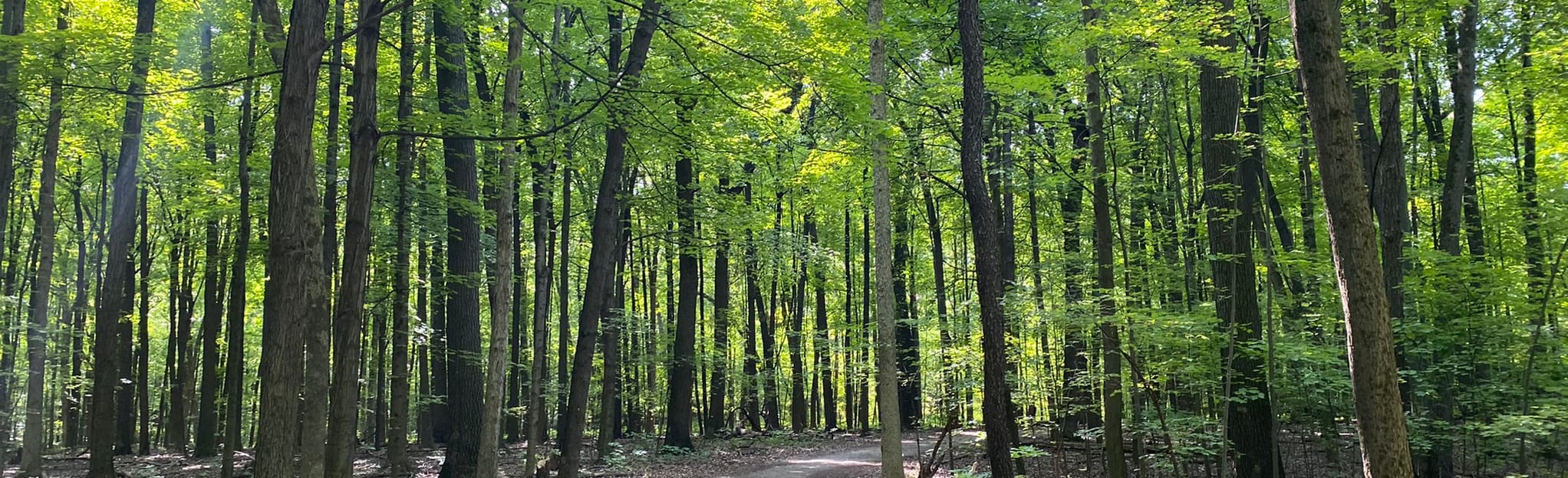Stinchfield Woods Nature Trail: 495 Reviews, Map - Michigan | AllTrails