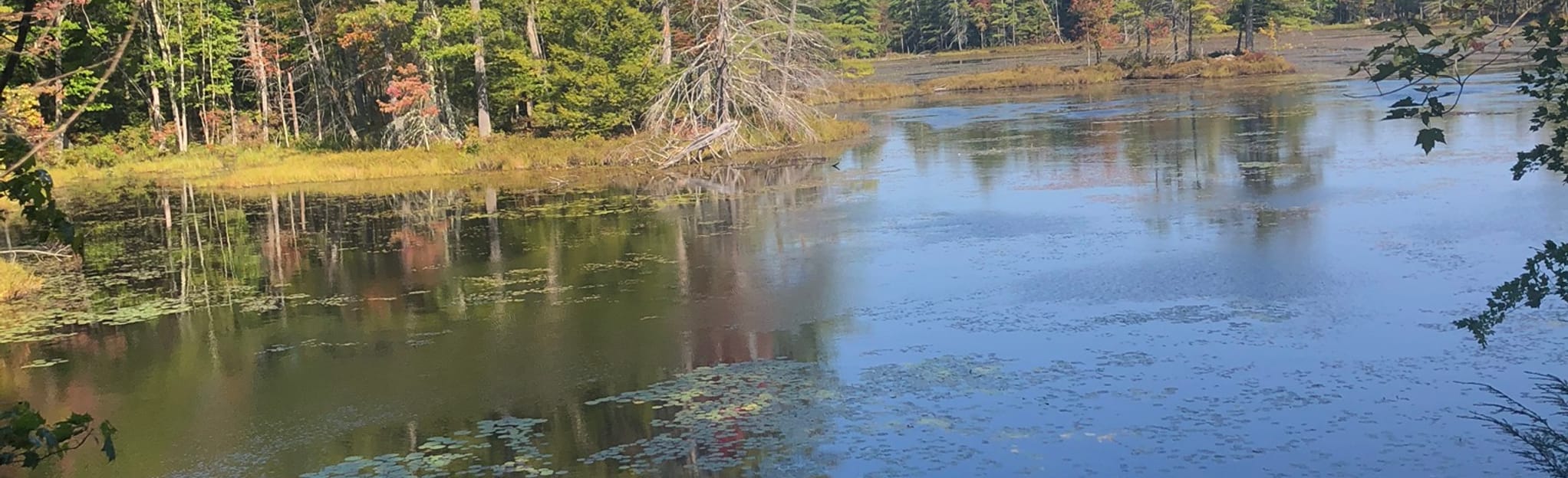 Pond View Loop via Mill Pond Trail: 56 Reviews, Map - New Hampshire ...