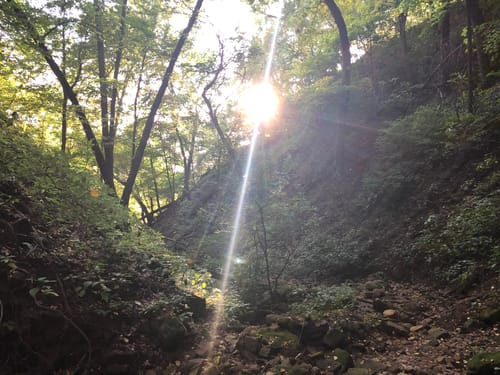 Best Hikes and Trails in Wildcat Cave Wildlife Management Area | AllTrails