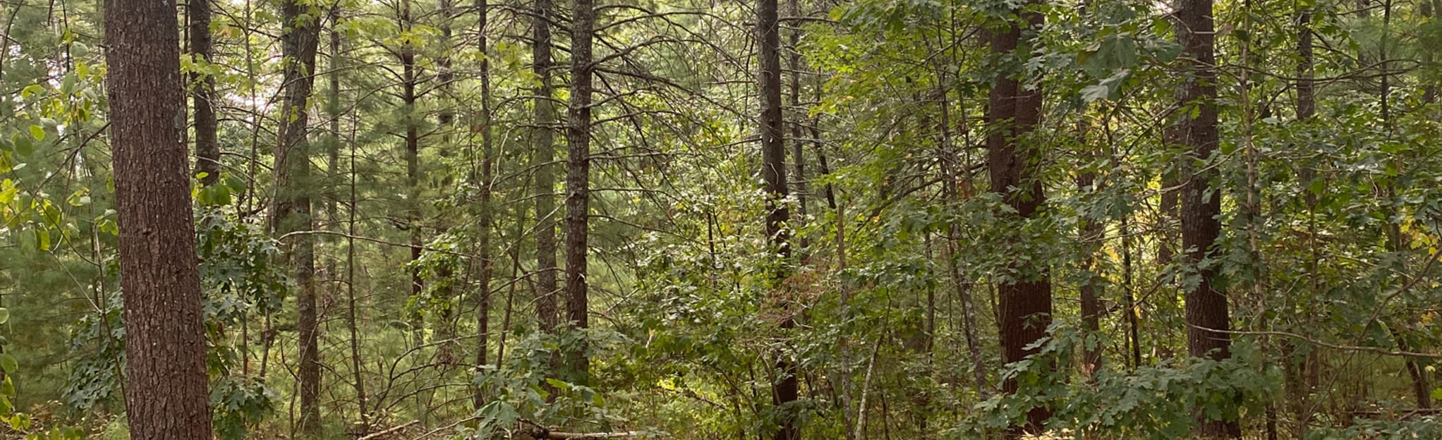 Walpole Town Forest South Loop: 112 Reviews, Map - Massachusetts ...