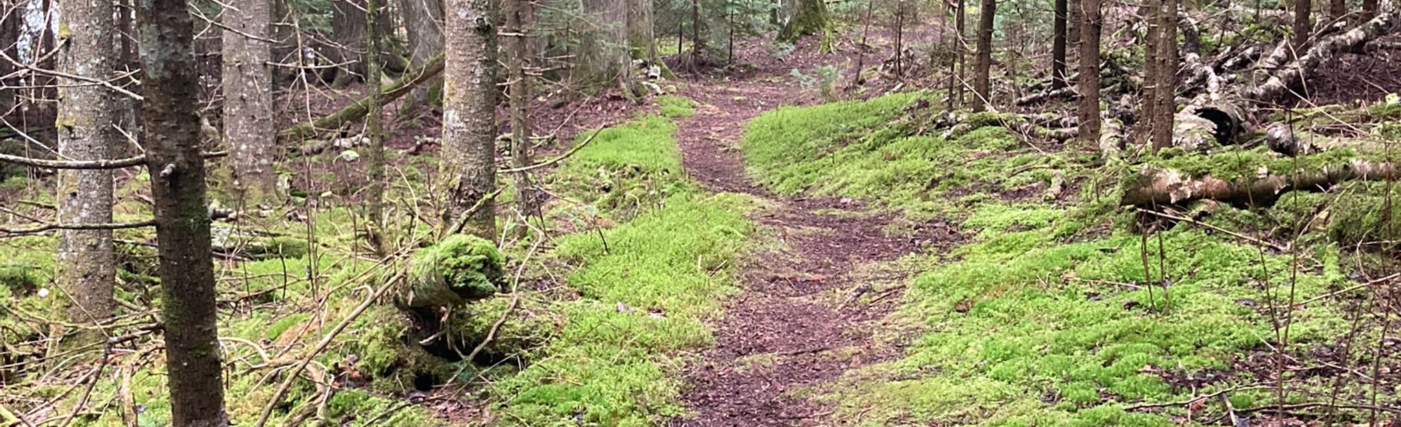 Government Island Trails, Michigan - 9 Reviews, Map | AllTrails